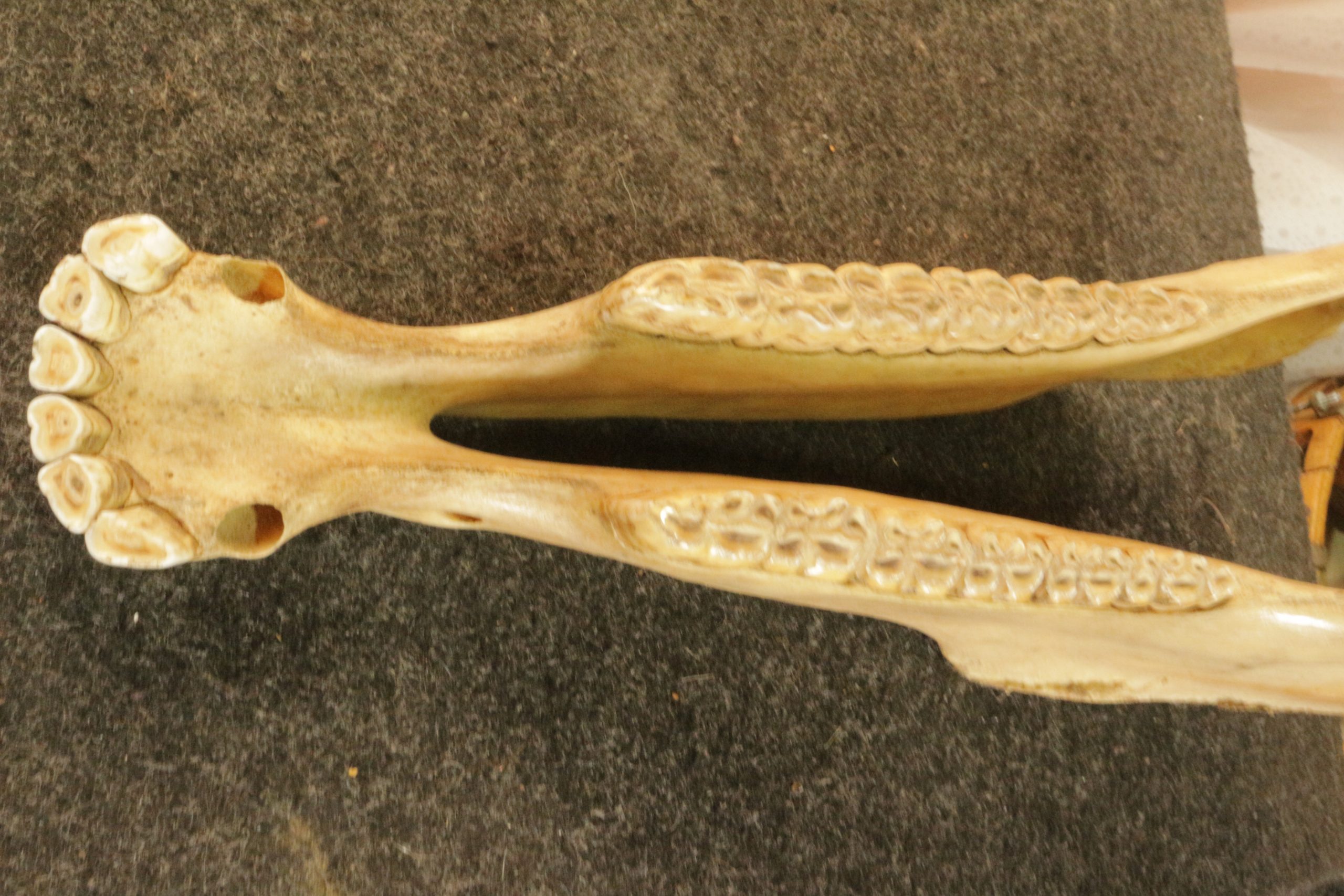 Instrumento: Carraca o quijada - Serie Audiovisual Percusión Folclórica ...